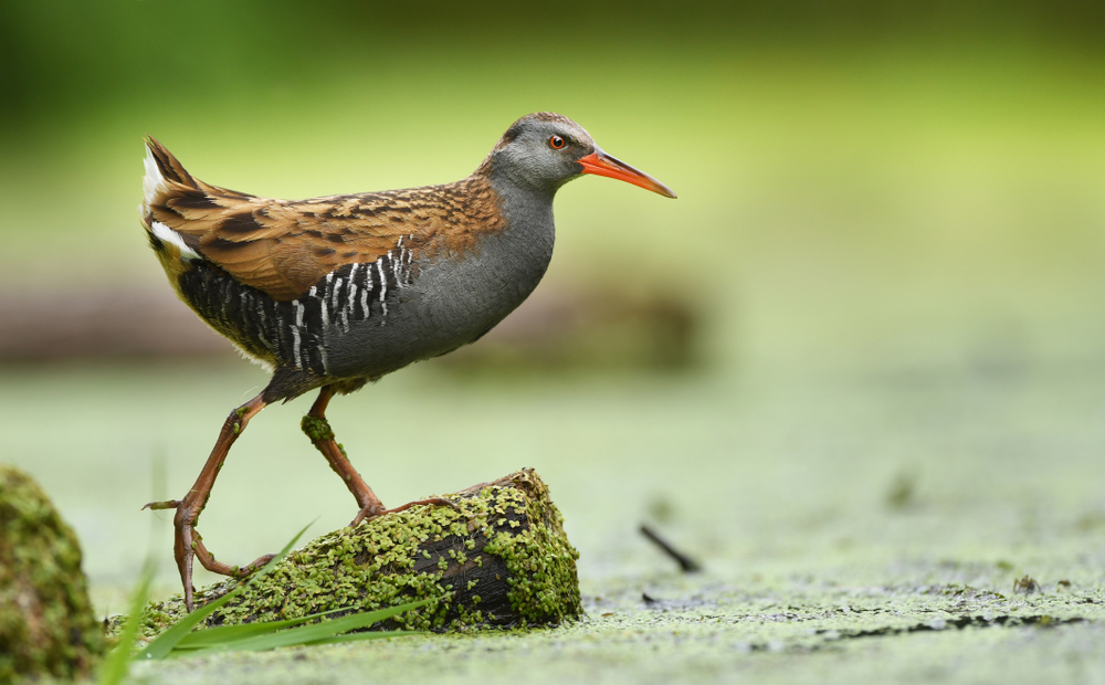 Rallenvögel (Rallidae) - Tierenzyklopaedie
