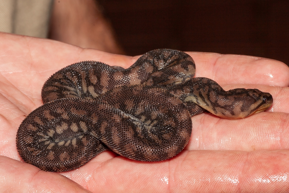 Arafura-Wasserpython (Acrochordus arafurae) im Steckbrief - Merkmale ...