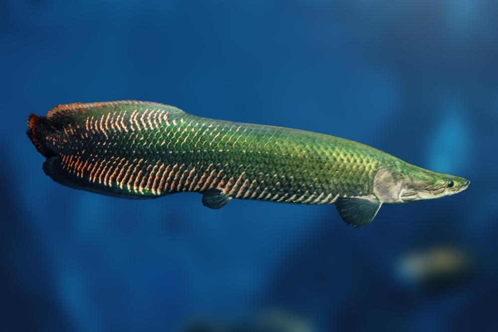 Arapaima (Arapaima) im Steckbrief - Merkmale, Vorkommen, Verhalten etc.