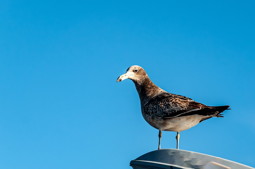 Atlantikmöwe (Larus atlanticus) im Steckbrief - Merkmale, Vorkommen ...