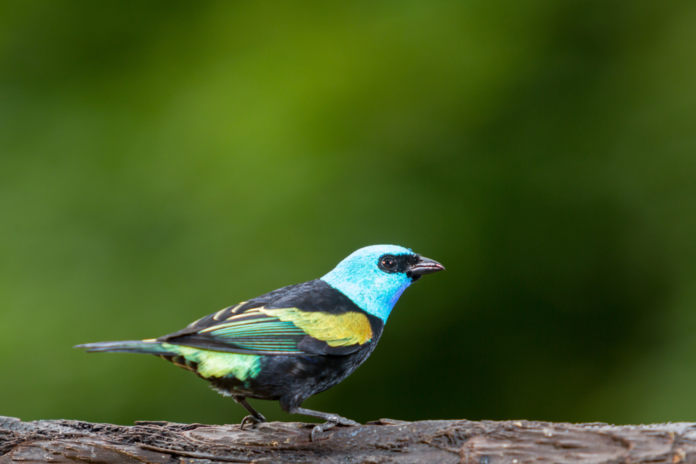 Azurwangen-Tangare (Tangara cyanotis) im Steckbrief - Merkmale ...