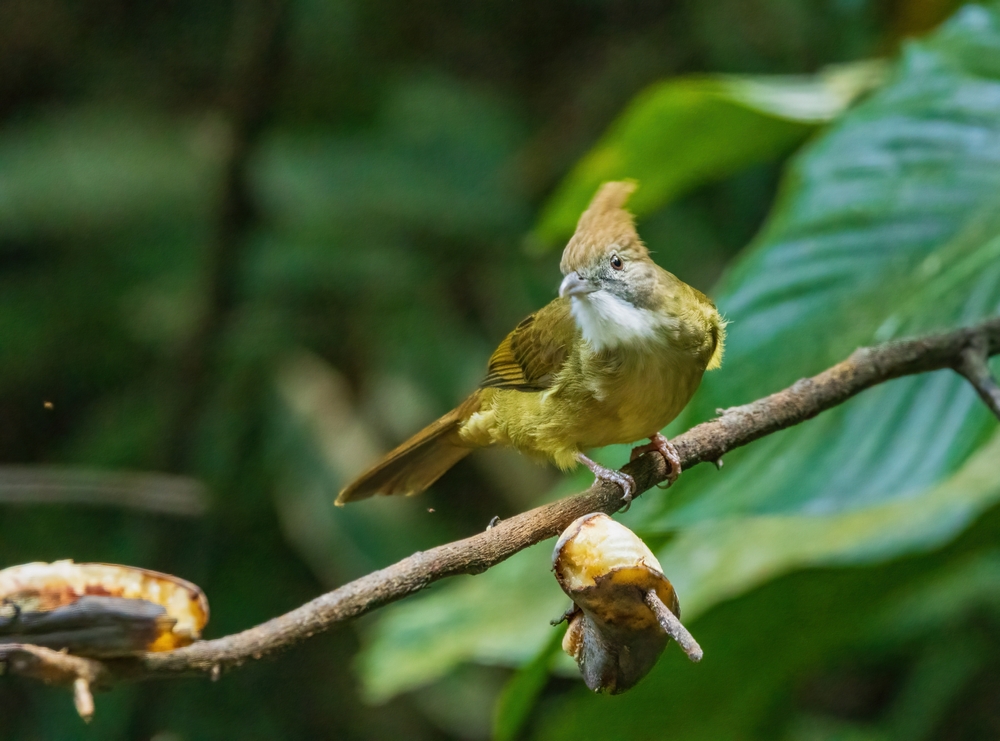 Blassbauch-Hakenschnabel (Alophoixus pallidus) im Steckbrief - Merkmale ...