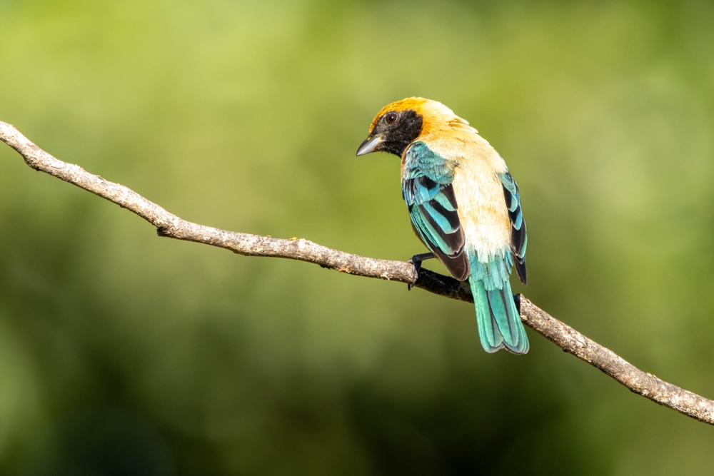 Blau-Gold-Tangare (Tangera meyerdeschauenseei) im Steckbrief - Merkmale ...
