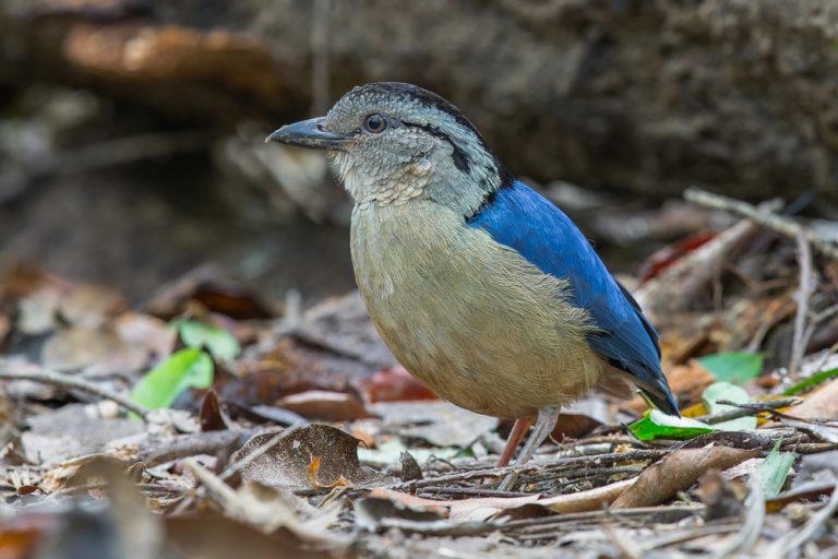 Blaue Pitta (Pitta caerulea) im Steckbrief - Merkmale, Vorkommen ...