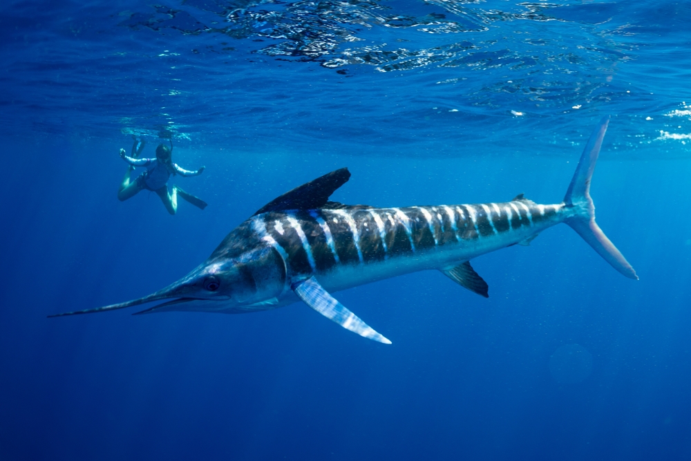 Blauer Marlin (Makaira nigricans) im Steckbrief - Merkmale, Vorkommen ...