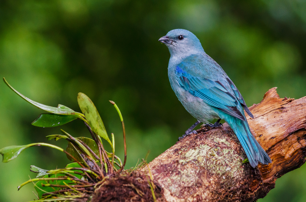 Tangaren (Thraupidae) - Tierenzyklopaedie