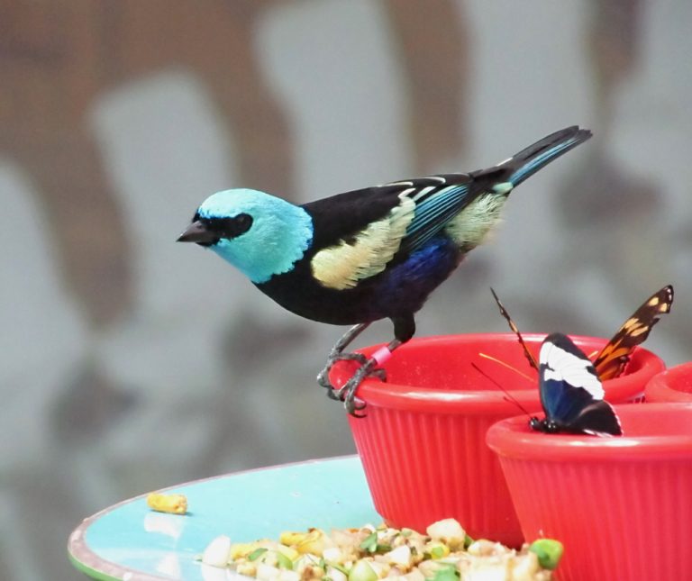 Blauhals-Tangare (Tangera cyanicollis) im Steckbrief - Merkmale ...