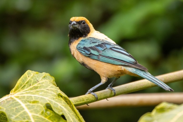 Blautangare (Tangera cayana) im Steckbrief - Merkmale, Vorkommen ...