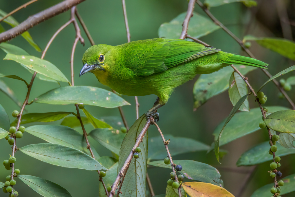 Blauwangen-Blattvogel (Lesser Green Leafbird) im Steckbrief - Merkmale ...