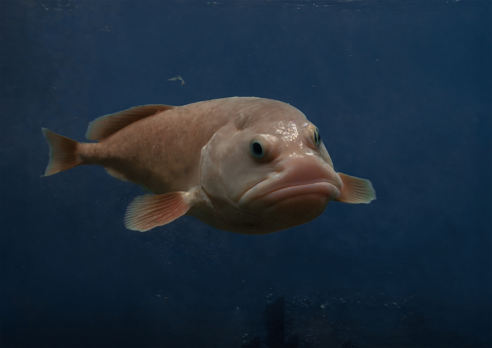 Blobfisch (Psychrolutes marcidus) im Steckbrief - Merkmale, Vorkommen ... Blobfisch (Psychrolutes marcidus) im Steckbrief - Merkmale, Vorkommen ...