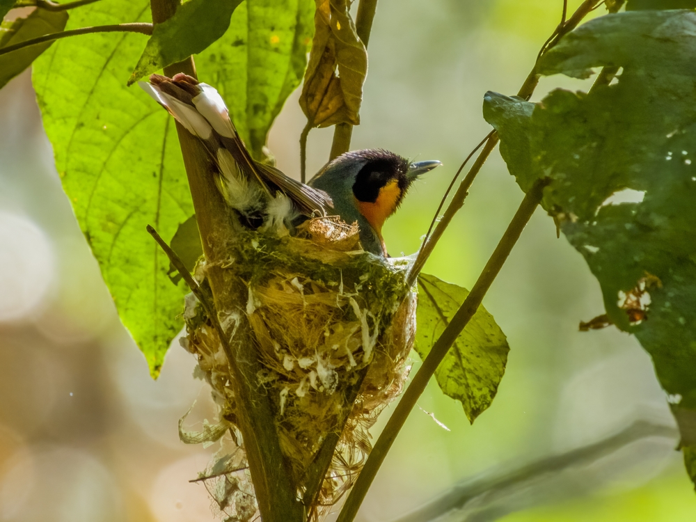 Ursidae Evolution Siberia - Wikipedia