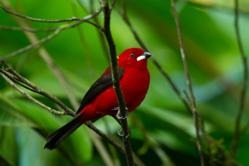 Brasilianische Tangare (Ramphocelus bresilius) im Steckbrief - Merkmale ...
