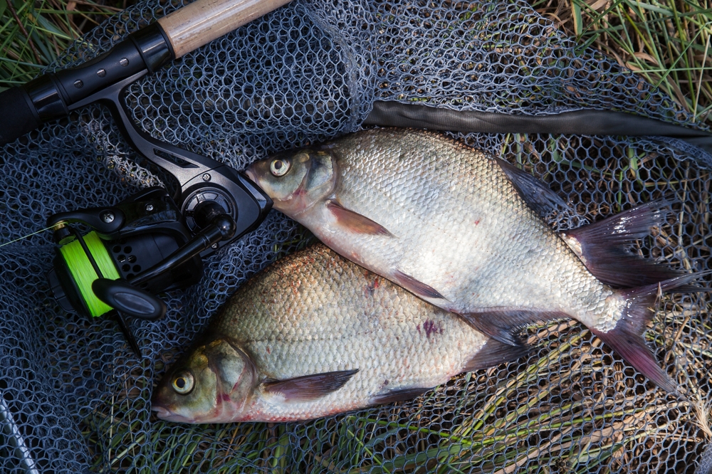 Brasse (Abramis brama) im Steckbrief - Merkmale, Vorkommen, Verhalten etc.