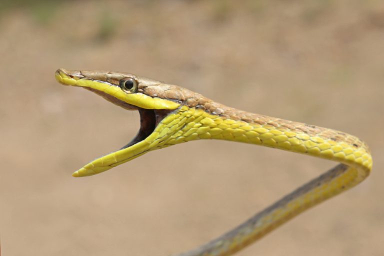 Nattern (Colubridae) - Tierenzyklopaedie