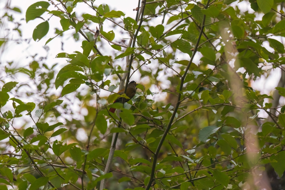 Bugun-Liocichla (Liocichla bugunorum) im Steckbrief - Merkmale ...