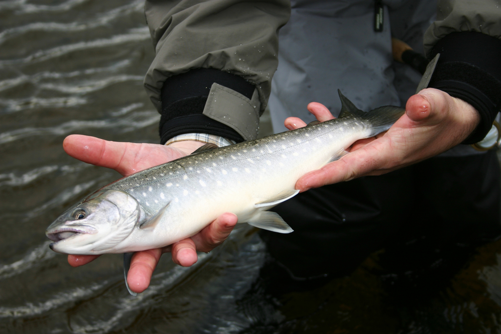Lachsfische - Tierenzyklopaedie