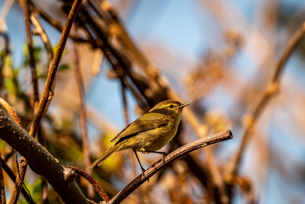 Bunt-Laubsänger (Phylloscopus pulcher) im Steckbrief - Merkmale ...