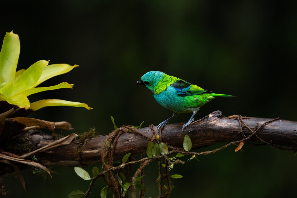 Tangaren (Thraupidae) - Tierenzyklopaedie