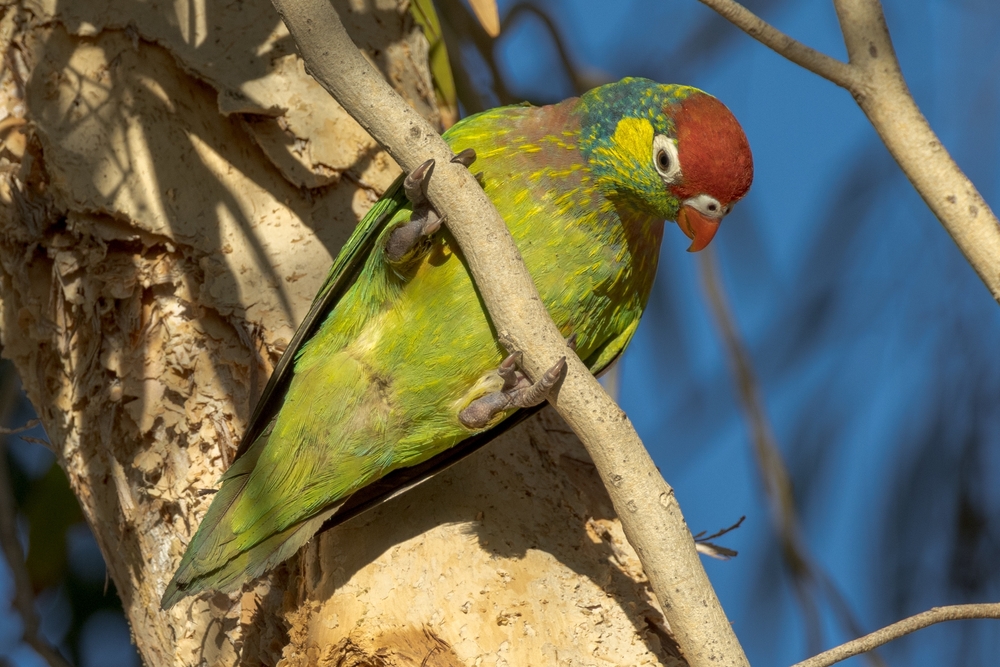 Buntlorisittich (Psitteuteles versicolor) im Steckbrief - Merkmale, Vorkommen, Verhalten etc.