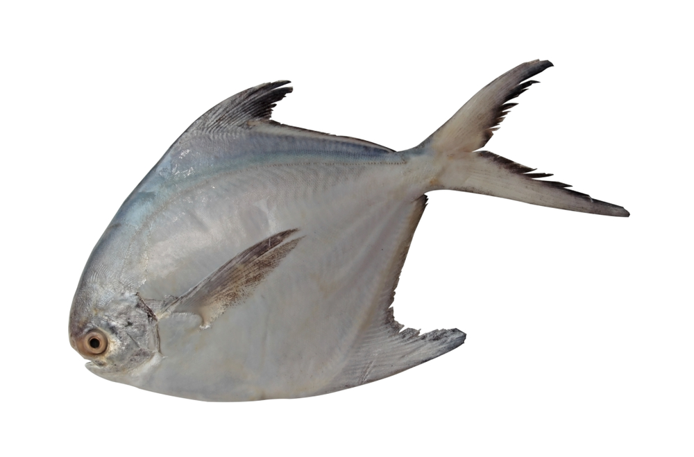 Butterfische (Stromateidae) im Steckbrief - Merkmale, Vorkommen ...