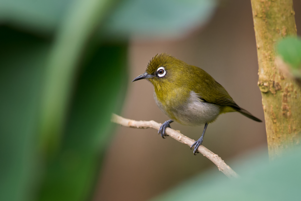 Ceylon-Brillenvogel (Zosterops chloris) im Steckbrief - Merkmale ...