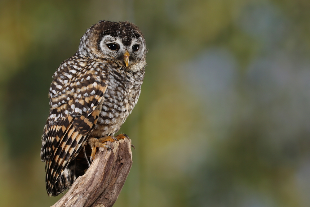 Chaco-Kauz (Strix chacoensis) im Steckbrief - Merkmale, Vorkommen, Verhalten etc.