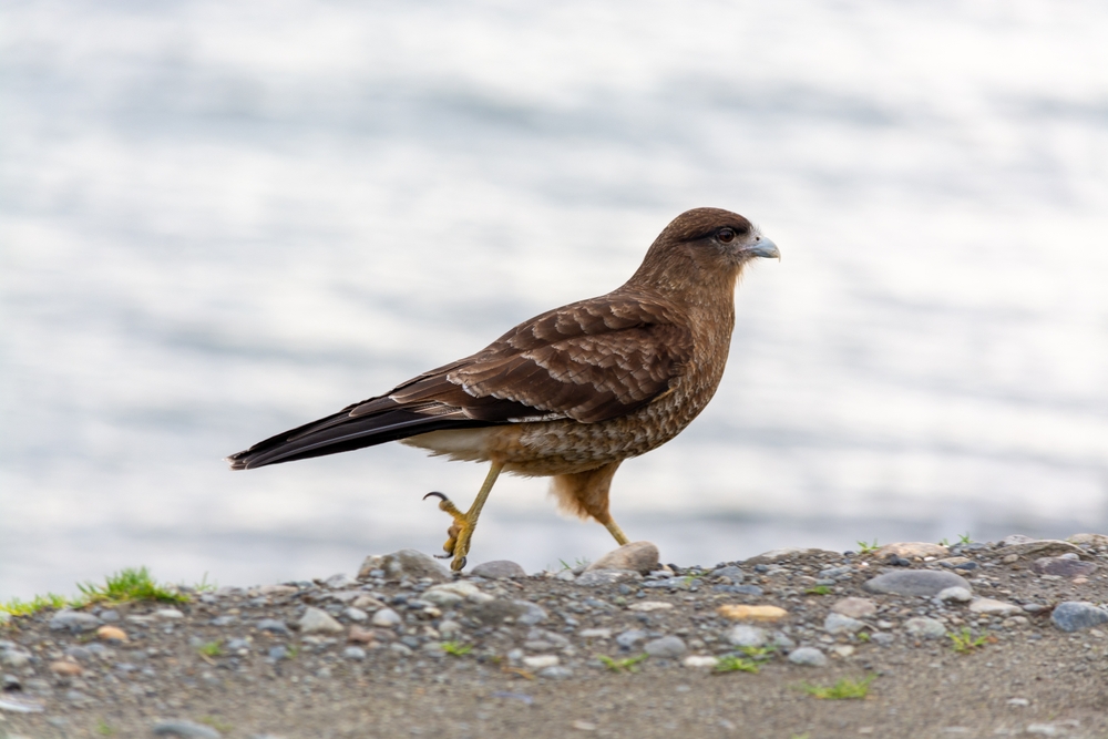Chimango-Weih (Milvago chimango) im Steckbrief - Merkmale, Vorkommen ...