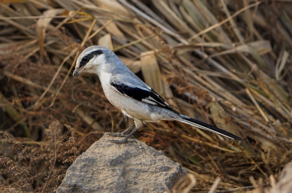 Chinese Grey Shrike (Lanius sphenocercus) im Steckbrief - Merkmale ...