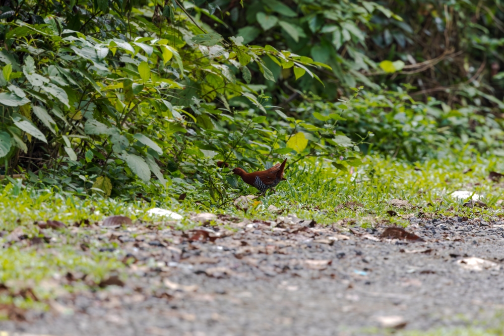 Cinnabar-Ralle (Rallina canningi) im Steckbrief - Merkmale, Vorkommen ...