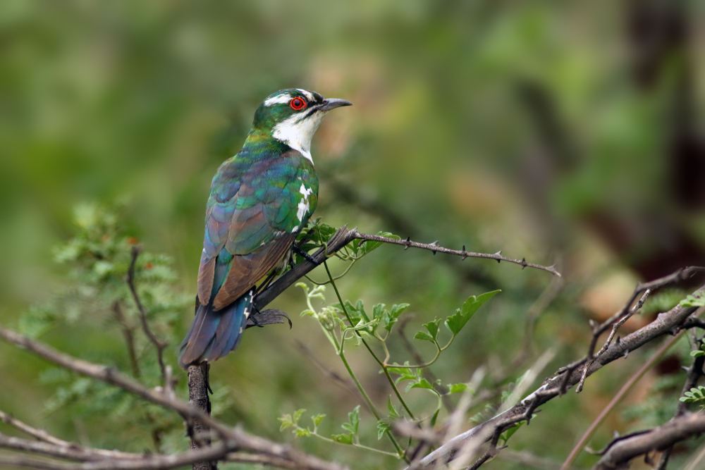 Diderikskuckuck (Chrysococcyx caprius) im Steckbrief - Merkmale ...