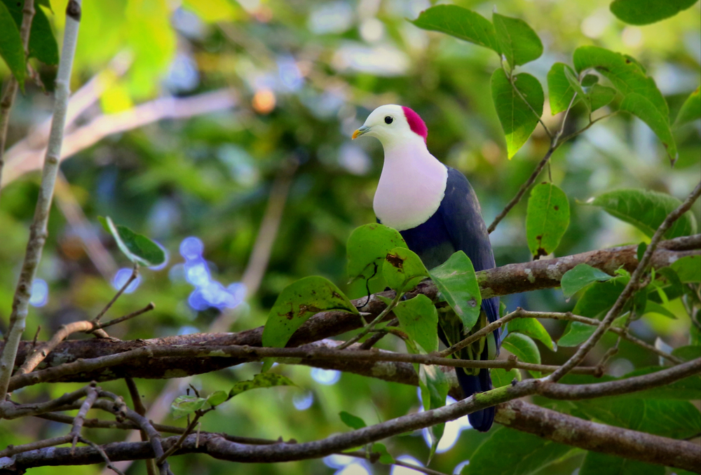 Dohertys Fruchttaube (Ptilinopus dohertyi) im Steckbrief - Merkmale ...