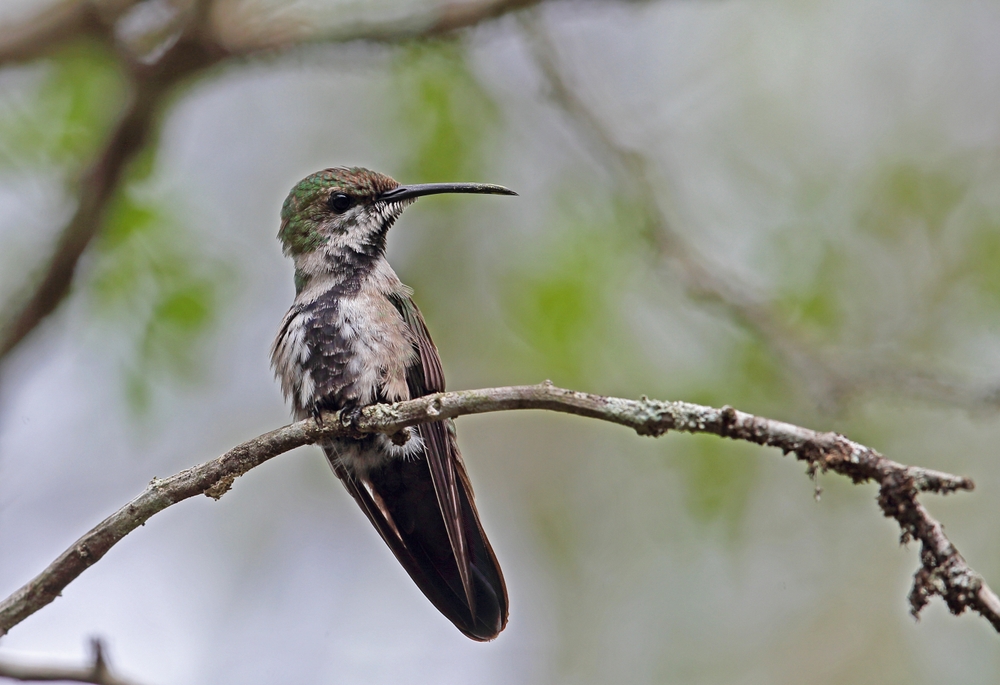 Dominikanerkolibri (Anthracothorax dominicus) im Steckbrief - Merkmale, Vorkommen, Verhalten etc.