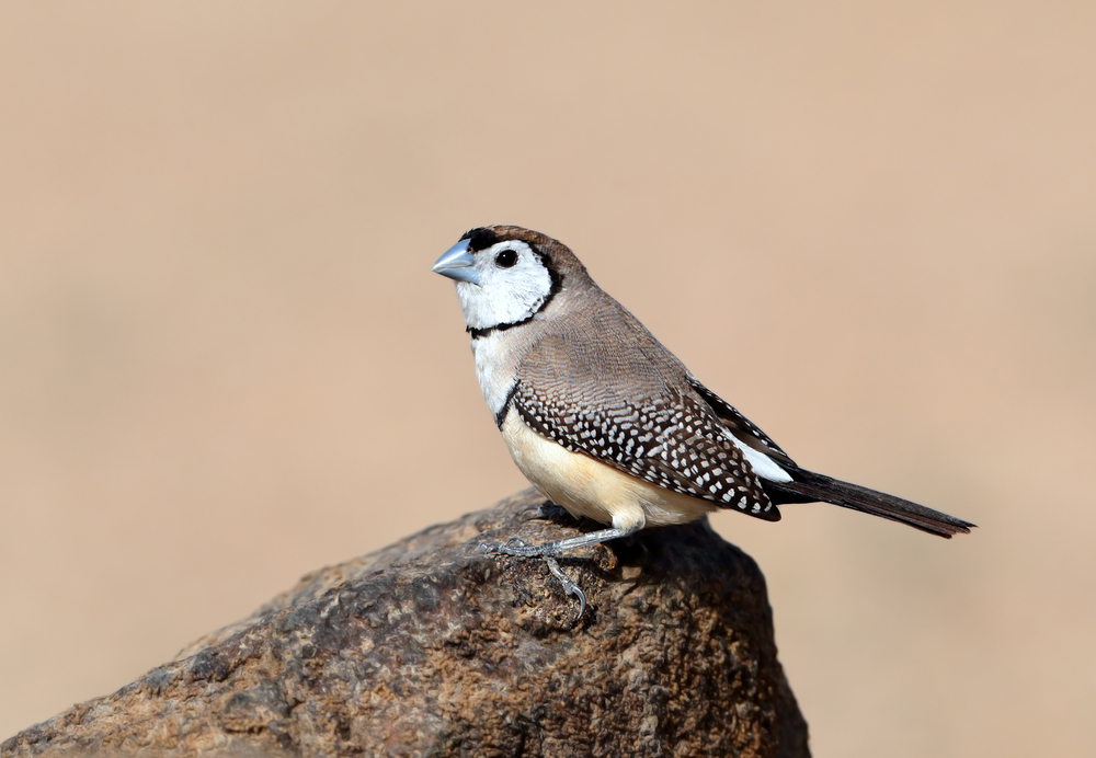 Prachtfinken (Estrildidae) - Tierenzyklopaedie