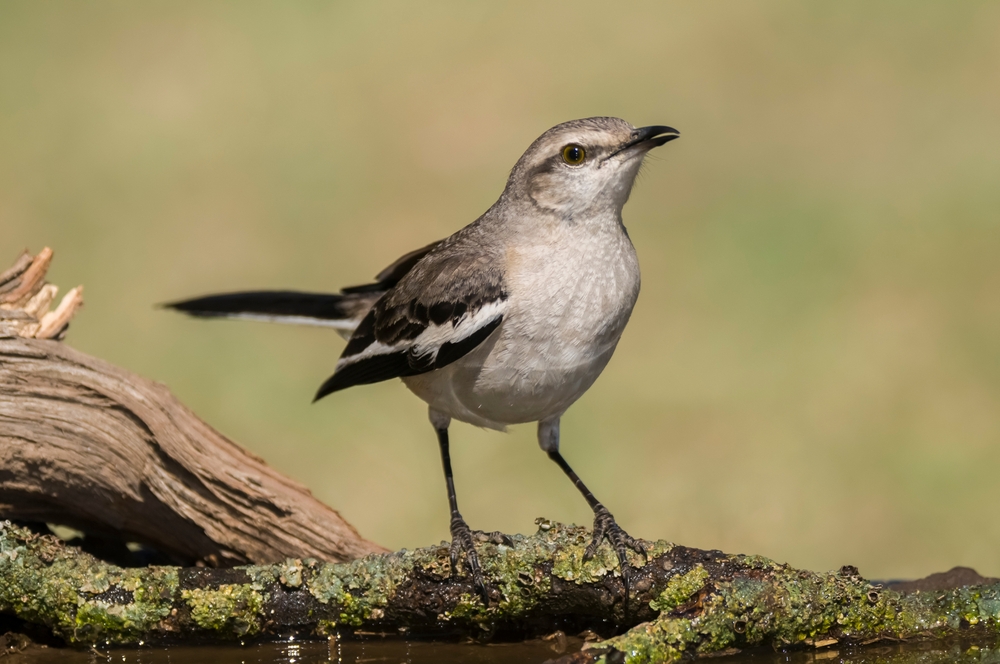 Dreischwanz-Spottdrossel (Mimus triurus) im Steckbrief - Merkmale ...