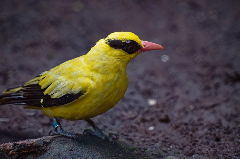 Dünschnabel-Pirol (Oriolus tenuirostris) im Steckbrief - Merkmale ...