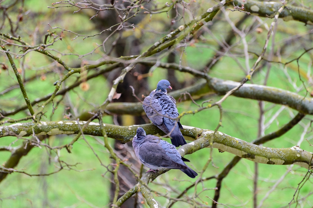 Dunkle Lachtaube (Columba bollii) im Steckbrief - Merkmale, Vorkommen ...
