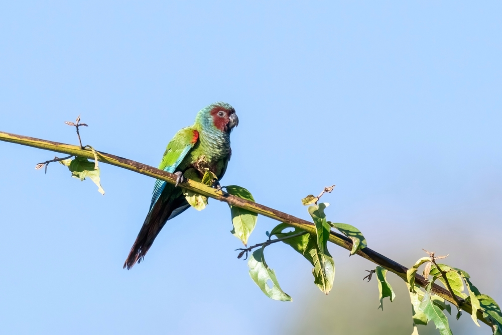 Eigentliche Papageien (Psittacidae) - Tierenzyklopaedie