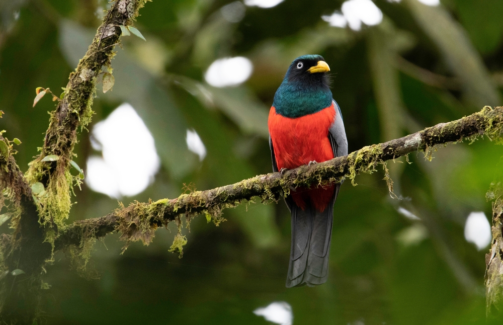 Elegant-Quetzal (Trogon comptus) im Steckbrief - Merkmale, Vorkommen ...