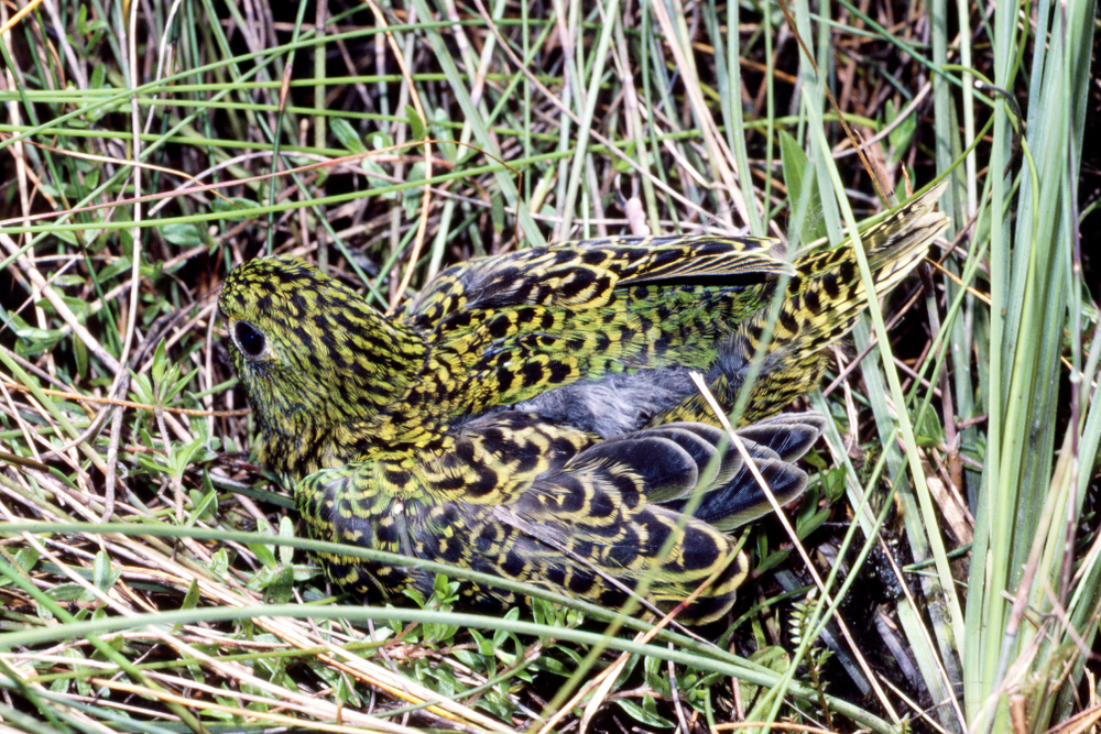 Erd-Sittich (Pezoporus wallicus) im Steckbrief - Merkmale, Vorkommen ...