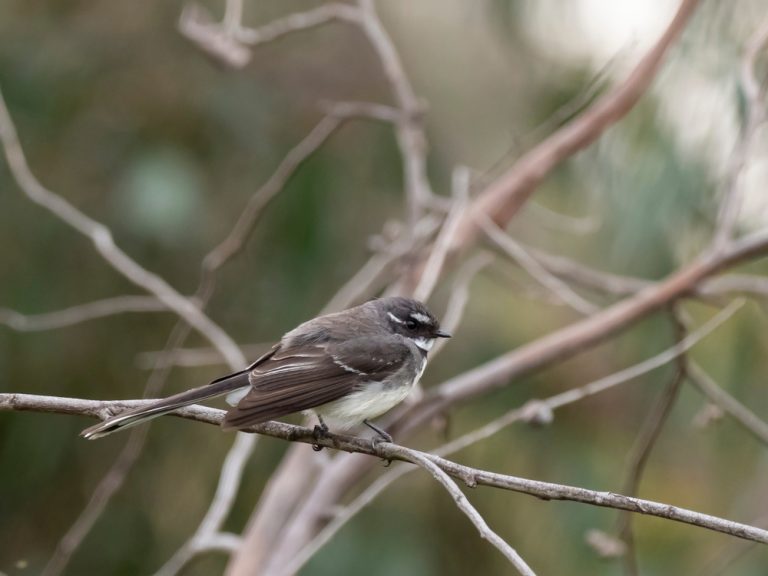 Fasanen-Fächerschwanz (Rhipidura personata) im Steckbrief - Merkmale ...
