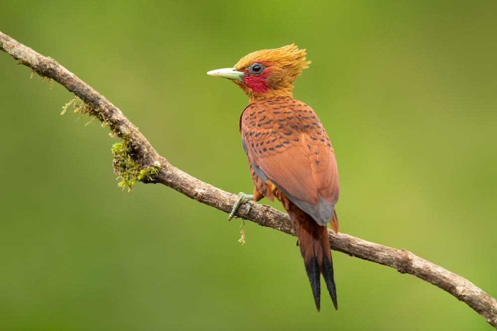 Feinspecht (Celeus grammicus) im Steckbrief - Merkmale, Vorkommen ...
