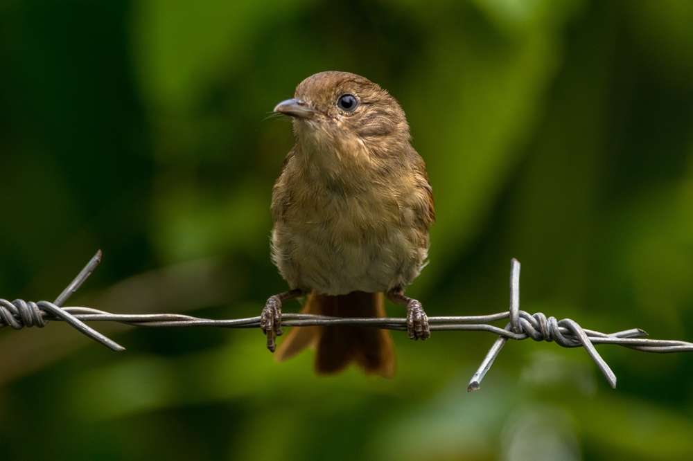 Feuerflügel-Schneidervogel (Alcippe pyrrhoptera) im Steckbrief ...