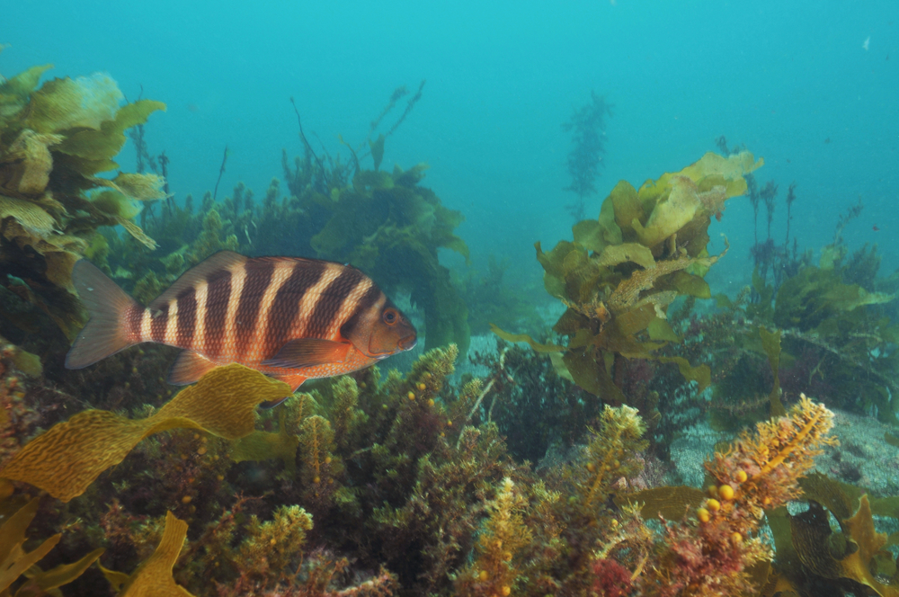 Fingerfische (Cheilodactylidae) im Steckbrief - Merkmale, Vorkommen ...