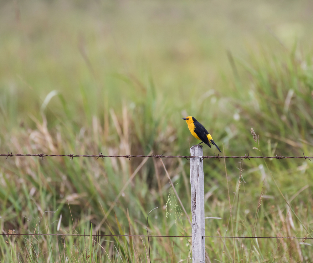 Nattern (Colubridae) - Tierenzyklopaedie
