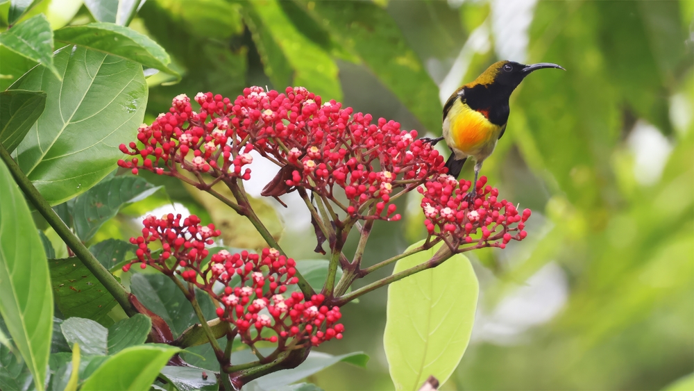 Flammennelke (Aethopyga flagrans) im Steckbrief - Merkmale, Vorkommen ...