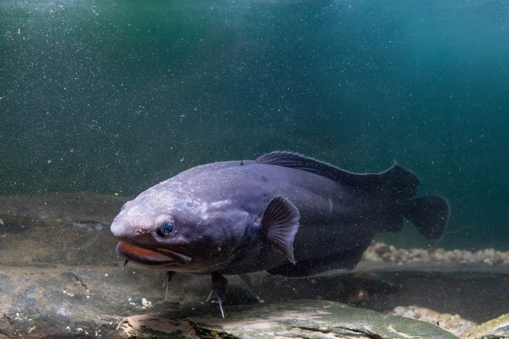 Froschfisch (Raniceps raninus) im Steckbrief - Merkmale, Vorkommen ...
