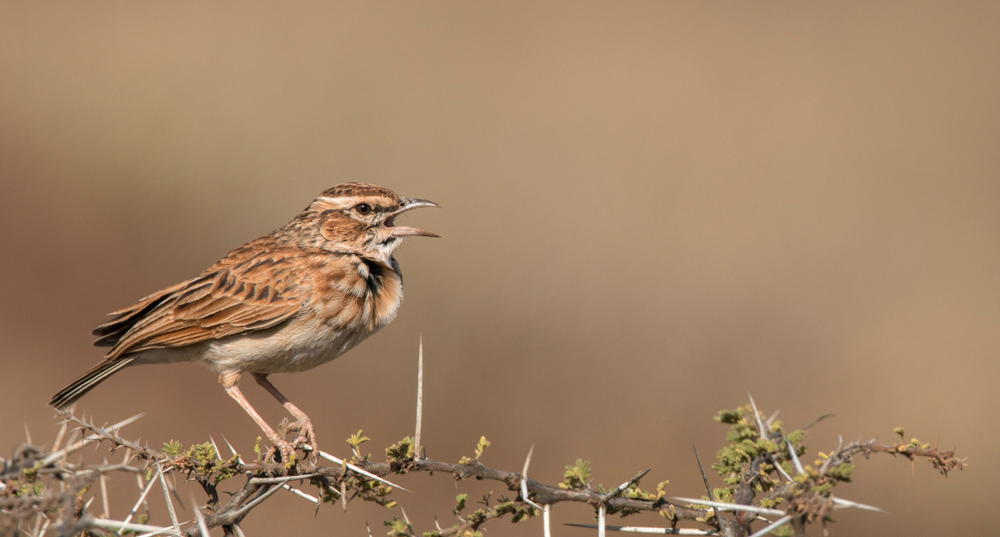 Fuchs-Kalanderlerche (Calendulauda alopex) im Steckbrief - Merkmale ...