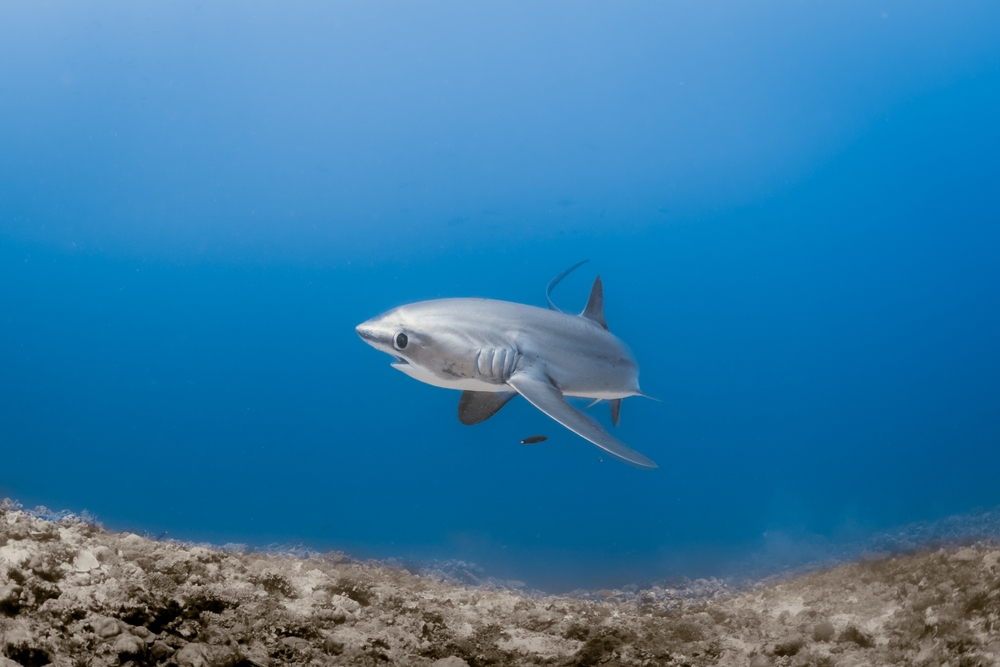 Fuchshaie (Alopias) im Steckbrief - Merkmale, Vorkommen, Verhalten etc.