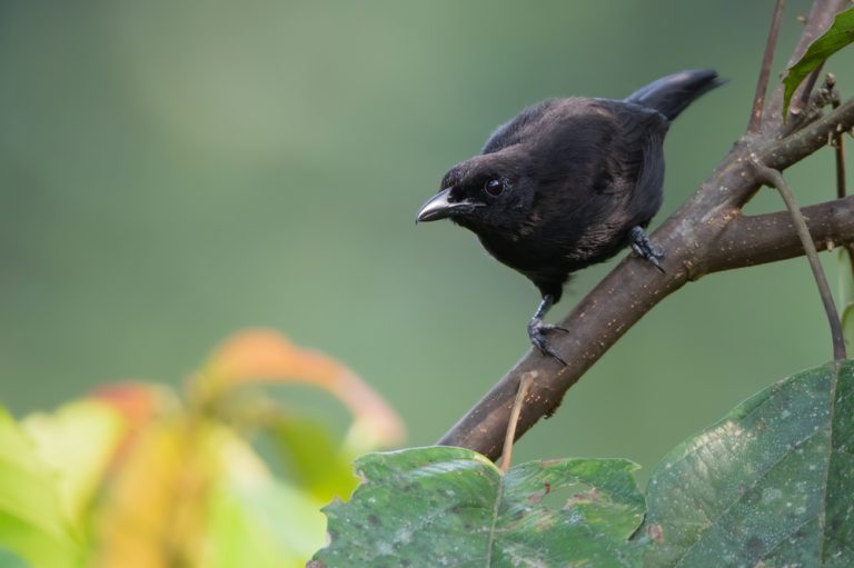 Fülleborn-Würger (Laniarius fuelleborni) im Steckbrief - Merkmale ...