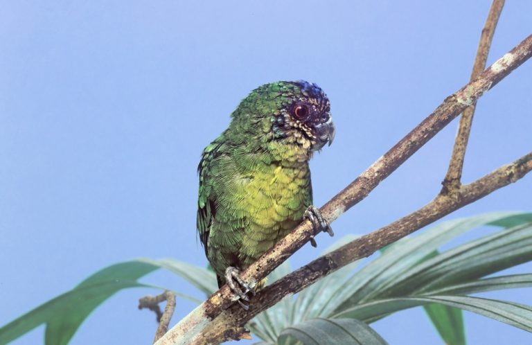 Geelvink-Zwergpapagei (Micropsitta geelvinkiana) im Steckbrief ...